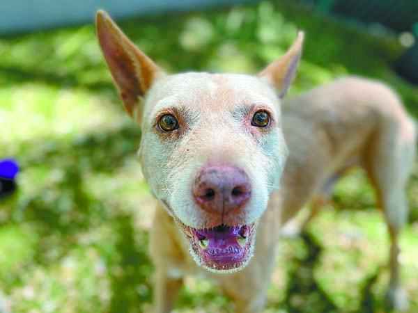 Pet of the Week | News, Sports, Jobs - Maui News